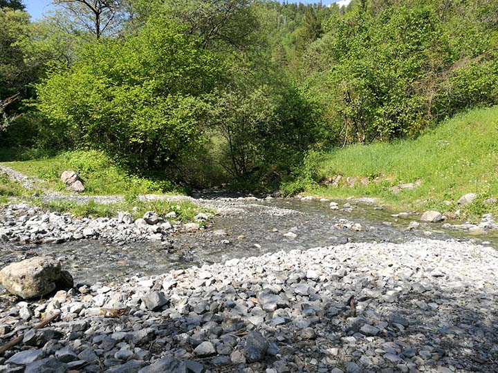 Fonti Pineta, the origins